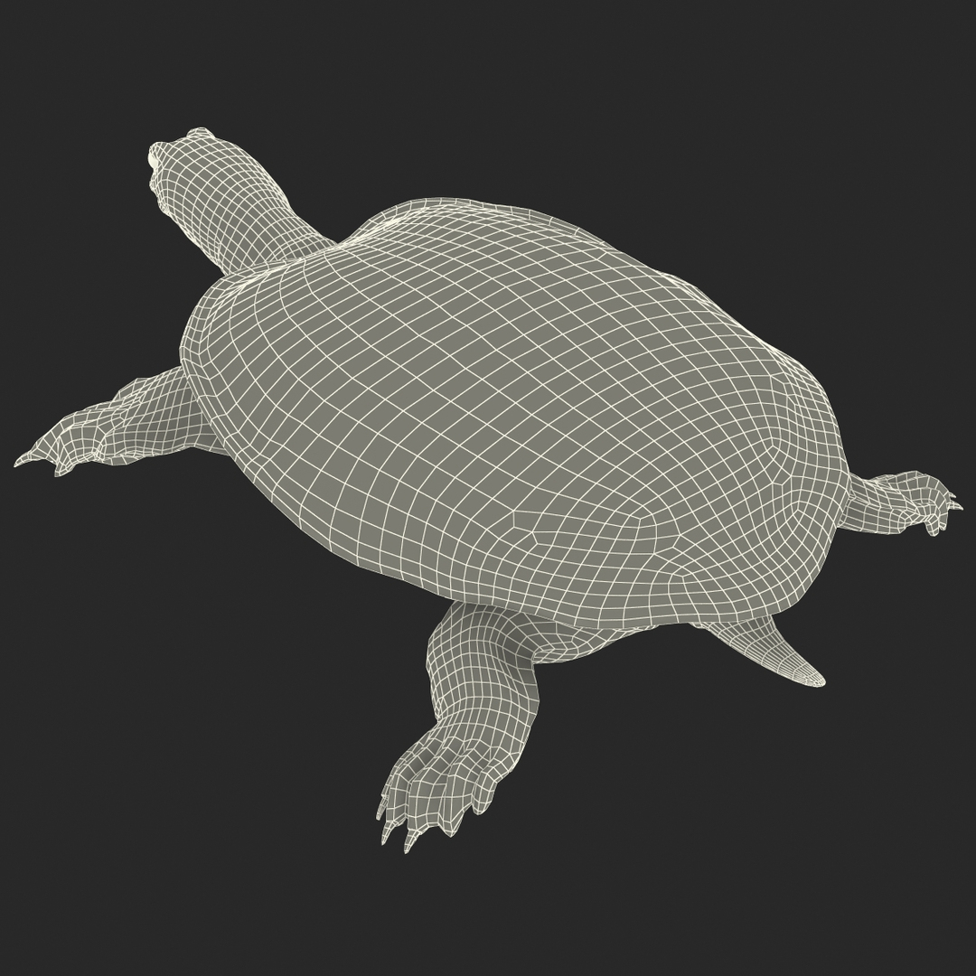 chinese softshell turtle