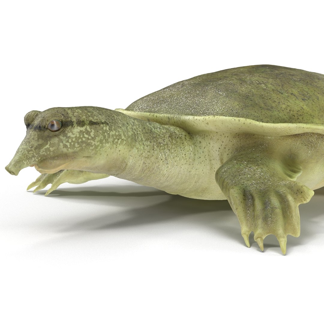chinese softshell turtle
