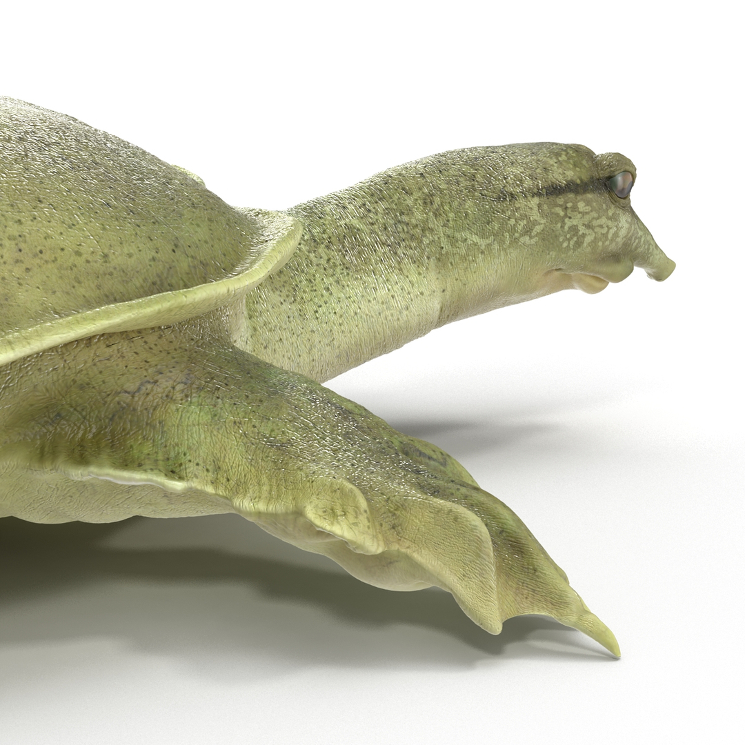 chinese softshell turtle