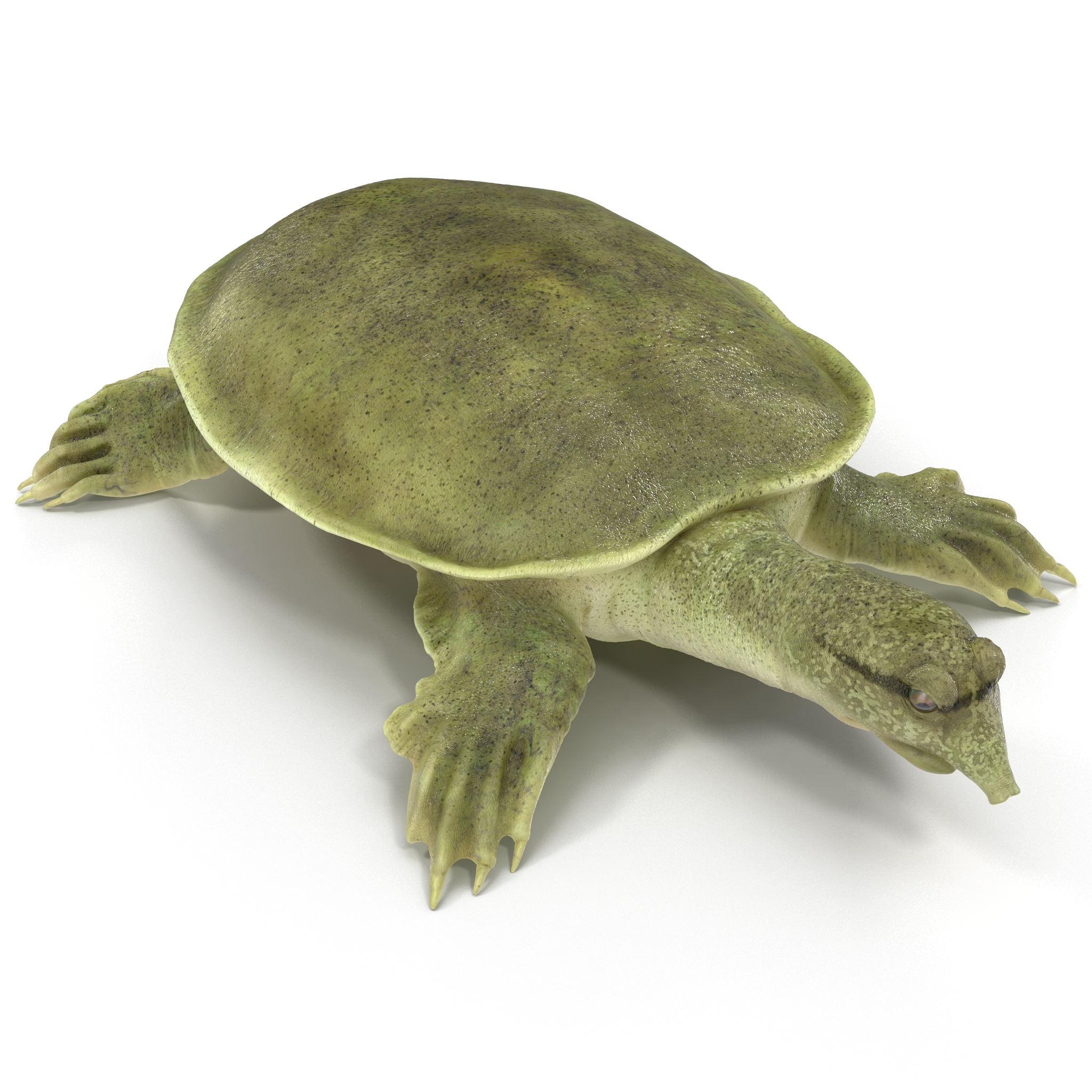 chinese softshell turtle