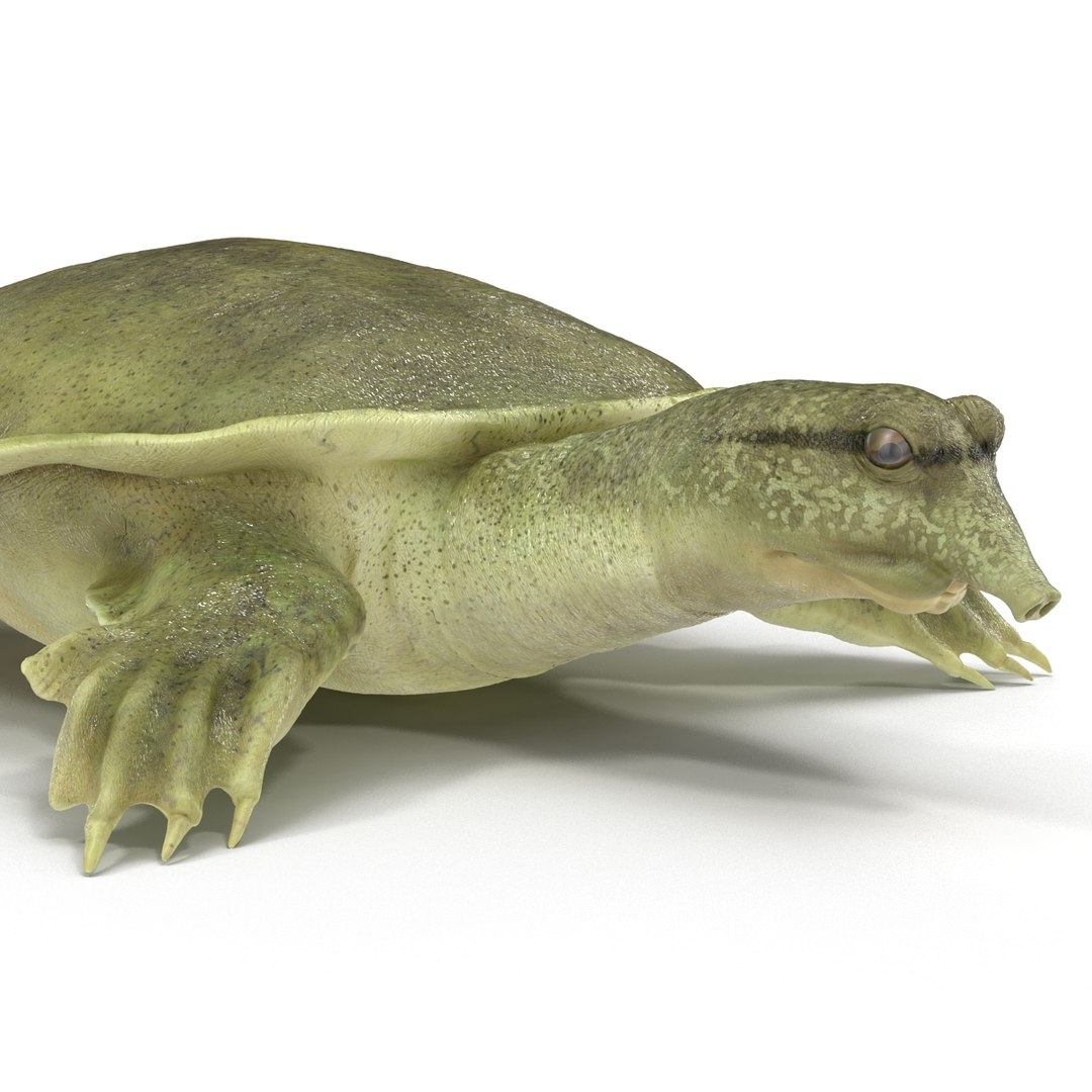 chinese softshell turtle