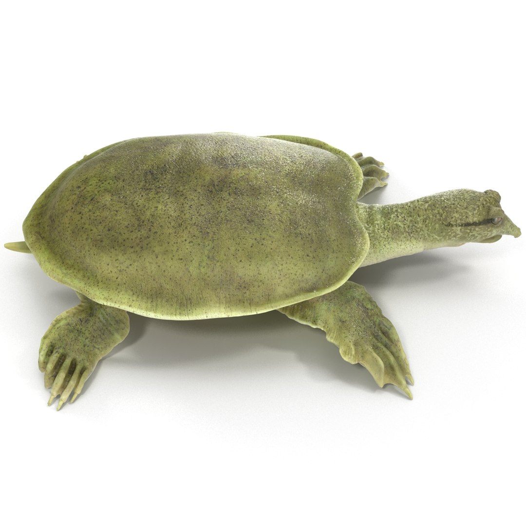 chinese softshell turtle