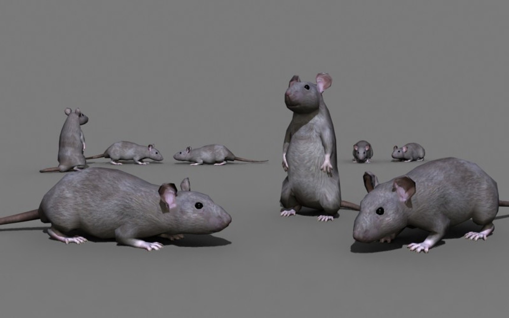 3d Rat Model