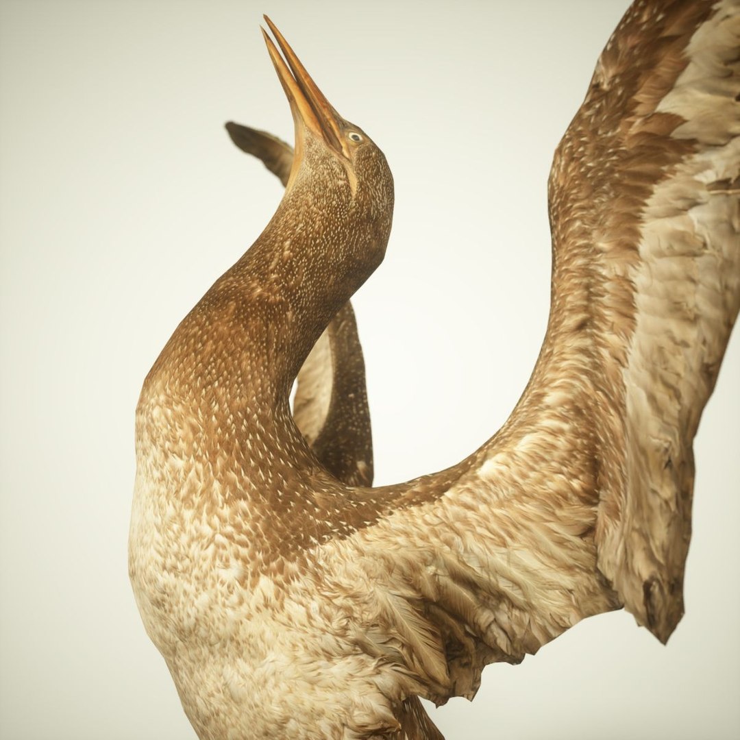 3D animal digital photogrammetry - TurboSquid 1163025