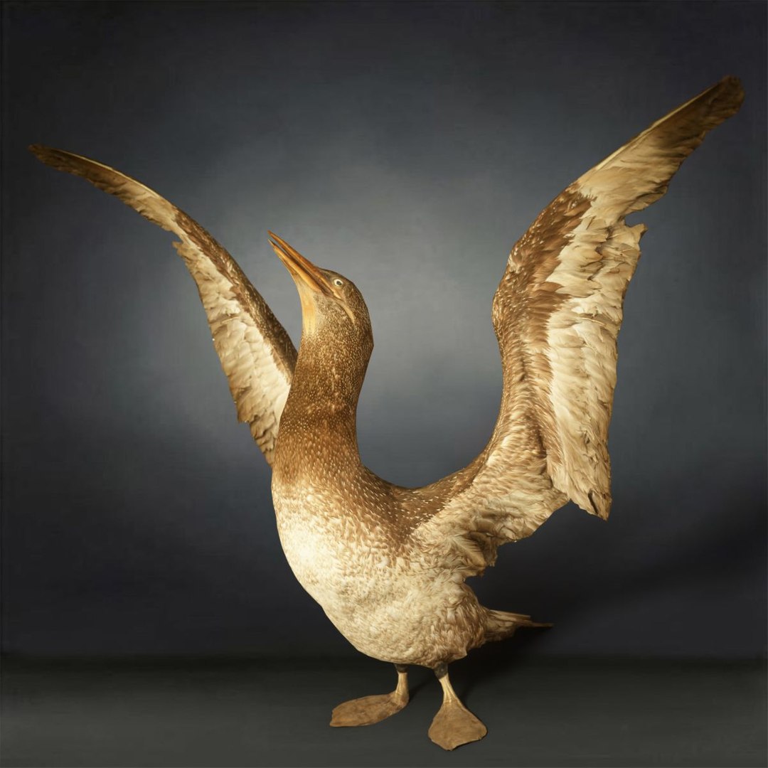 3D animal digital photogrammetry - TurboSquid 1163025