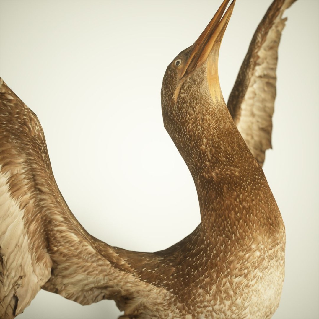 3D animal digital photogrammetry - TurboSquid 1163025