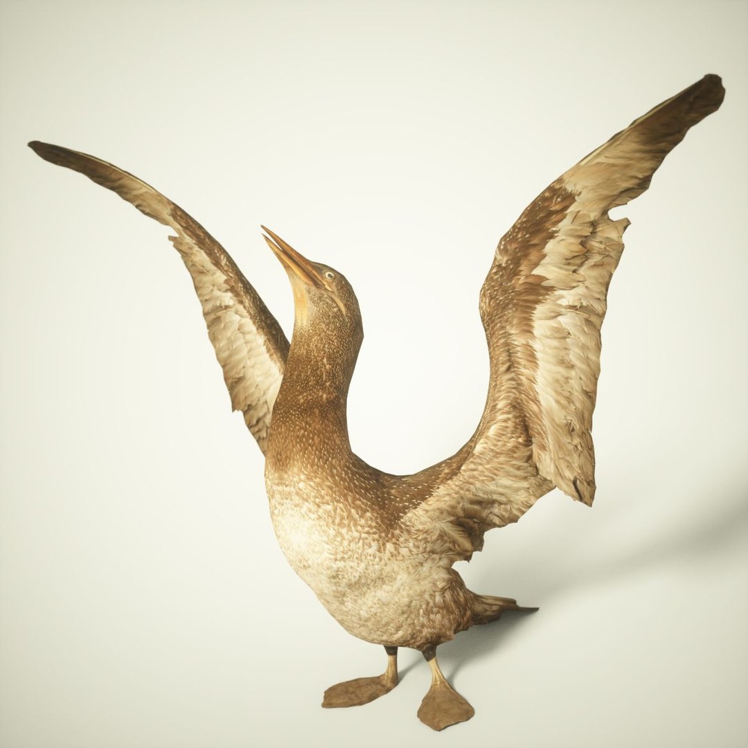 3D animal digital photogrammetry - TurboSquid 1163025
