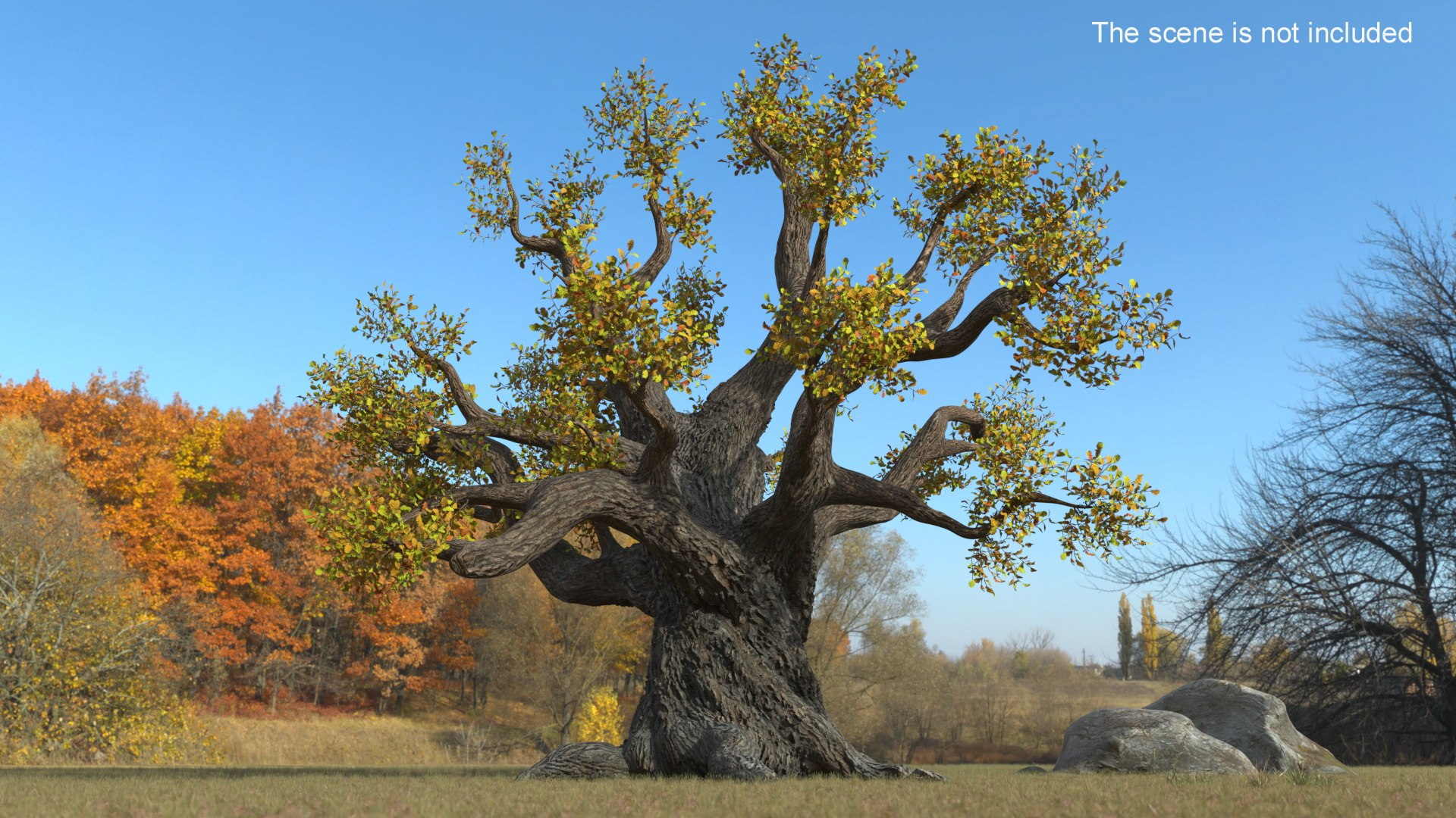 Ancient Twisted Oak Tree 3D Model - TurboSquid 2365537