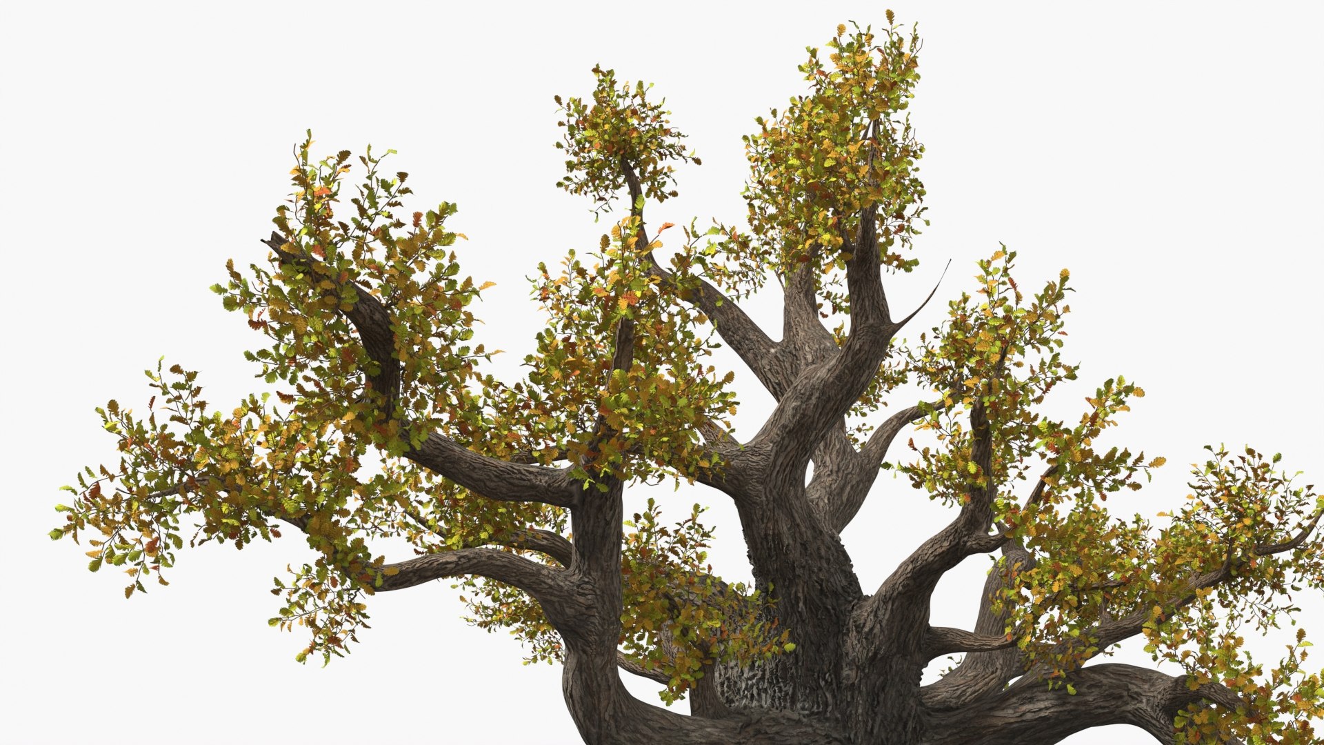 Ancient Twisted Oak Tree 3D Model - TurboSquid 2365537