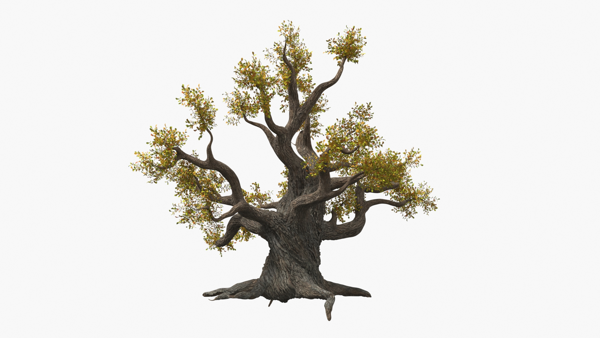 Ancient Twisted Oak Tree 3D Model - TurboSquid 2365537