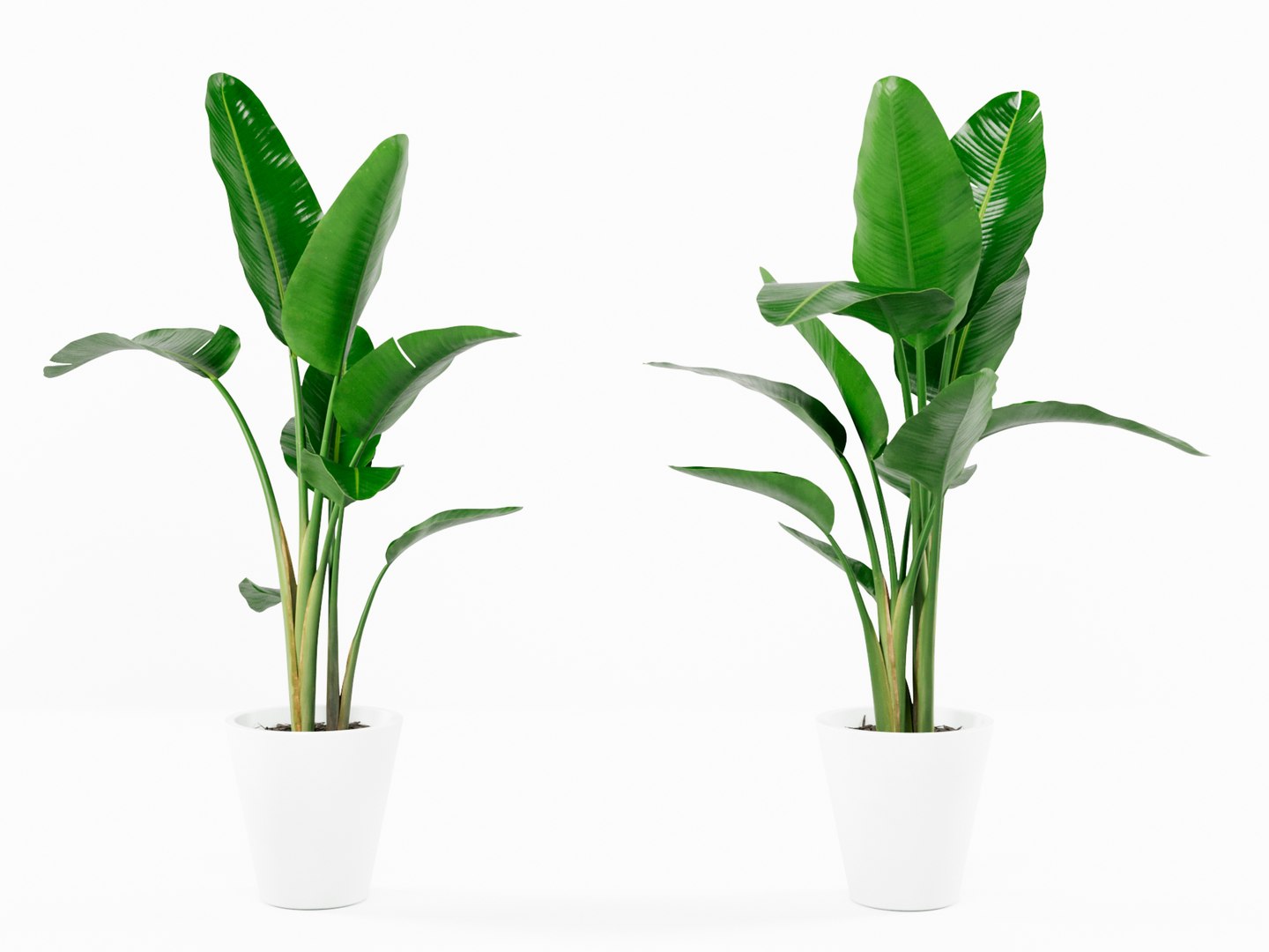 Plant Banana Strelitzia Nicolai L 3D Model - TurboSquid 2015114