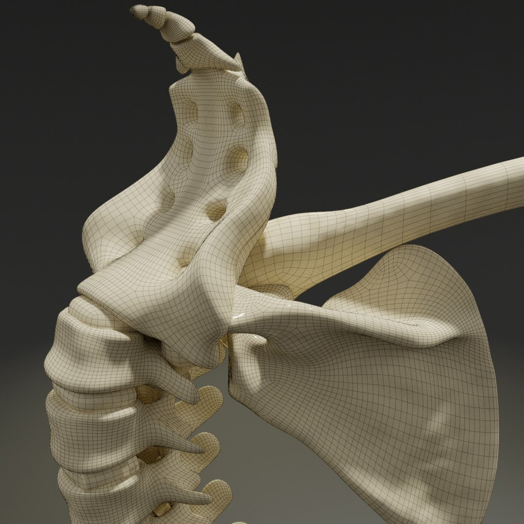 Letter E Bones Skeleton 3D - TurboSquid 1543462