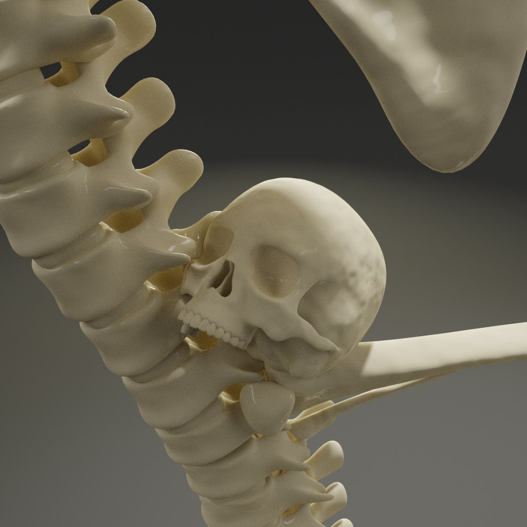 Letter E Bones Skeleton 3D - TurboSquid 1543462