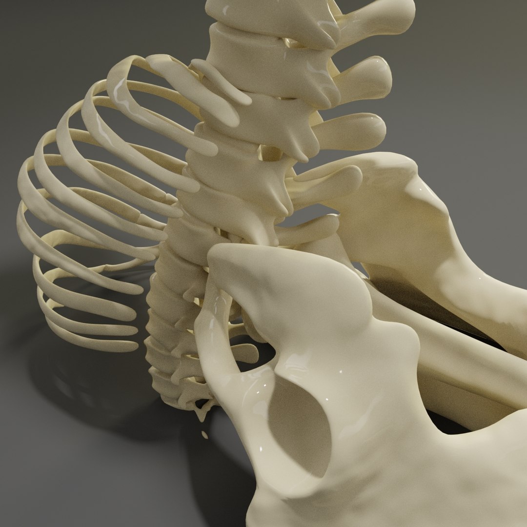 Letter E Bones Skeleton 3D - TurboSquid 1543462