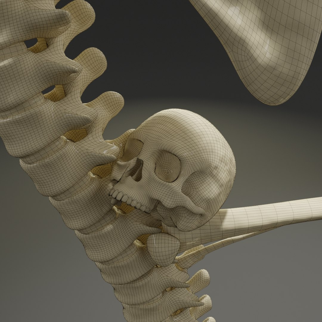 Letter E Bones Skeleton 3D - TurboSquid 1543462