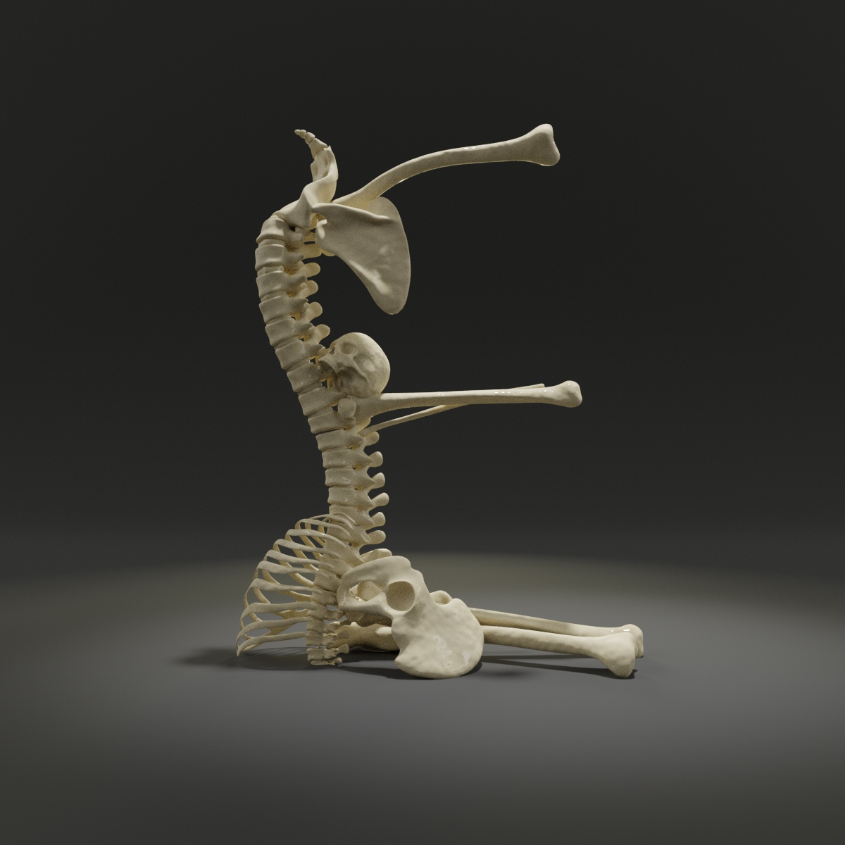 Letter e bones skeleton 3D - TurboSquid 1543462