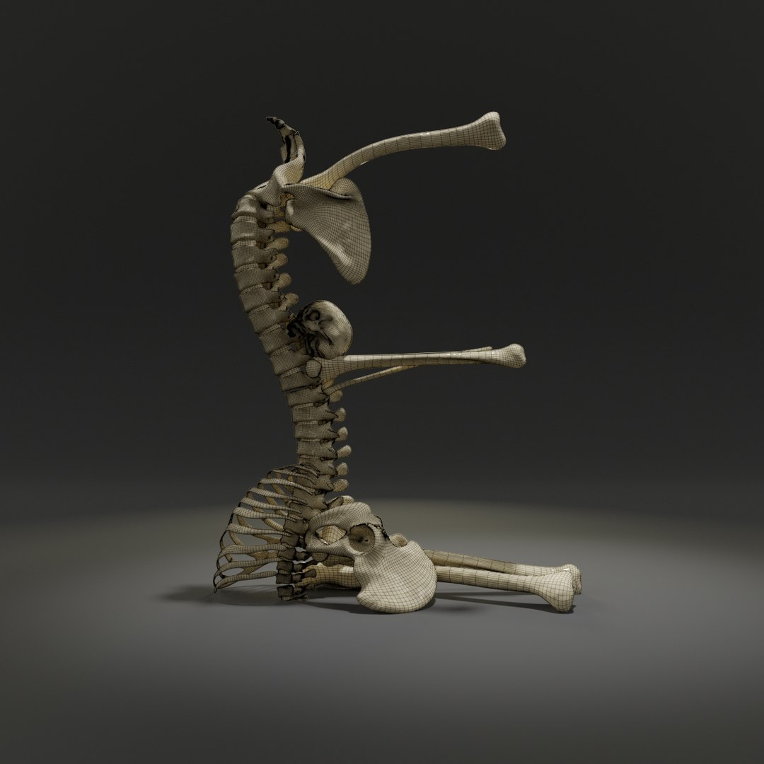 Letter E Bones Skeleton 3D - TurboSquid 1543462