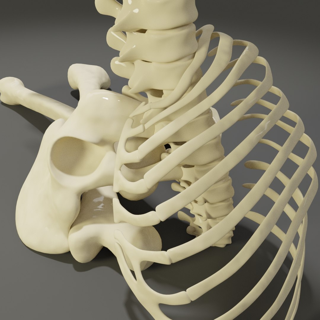 Letter E Bones Skeleton 3D - TurboSquid 1543462