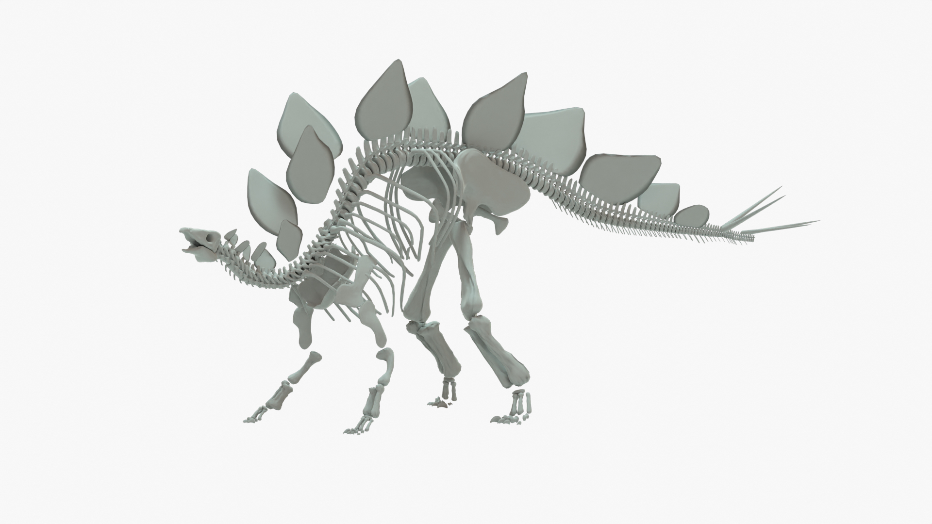 Stegosaurus Skeleton Drawing