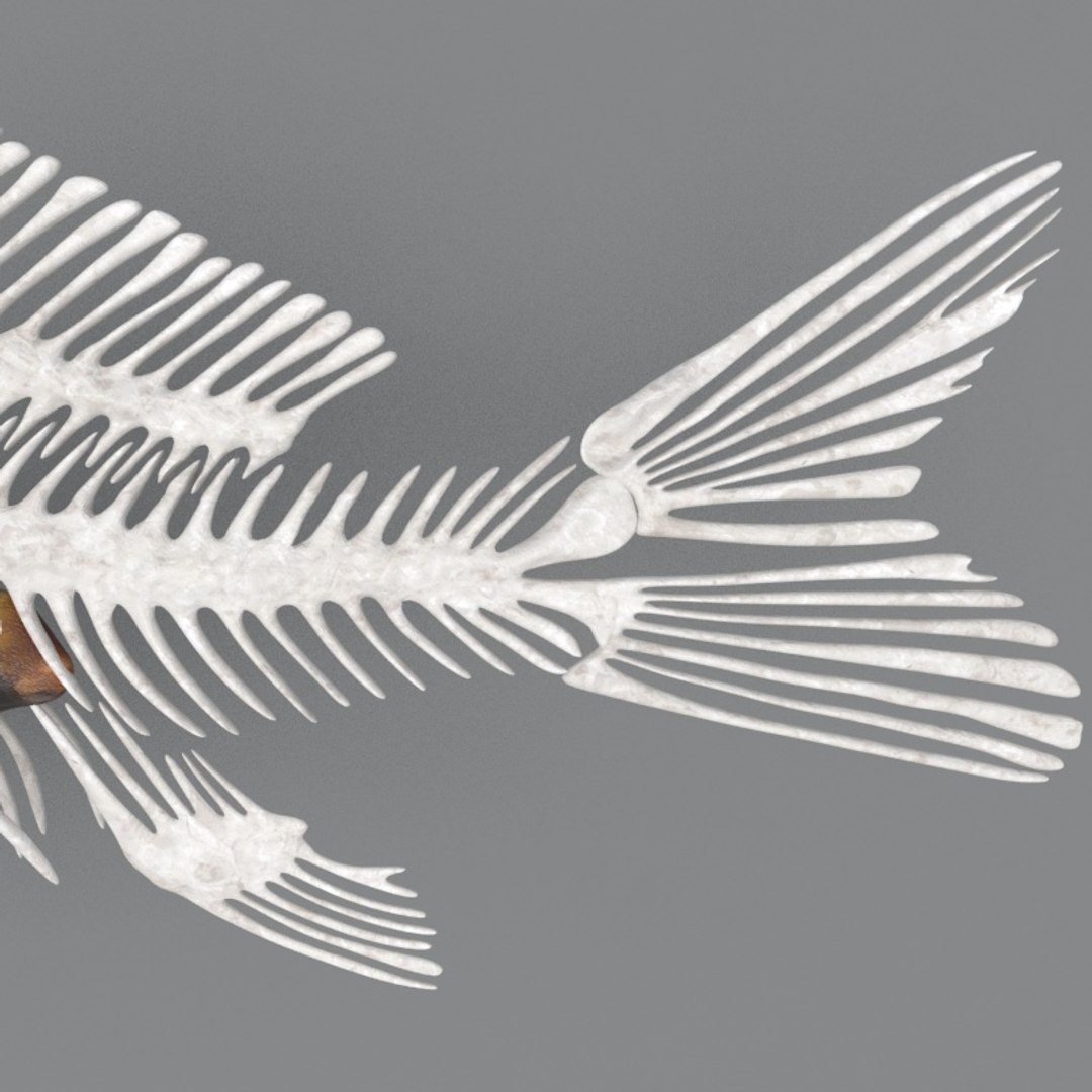 Fish bones viscera 3D model - TurboSquid 1495639