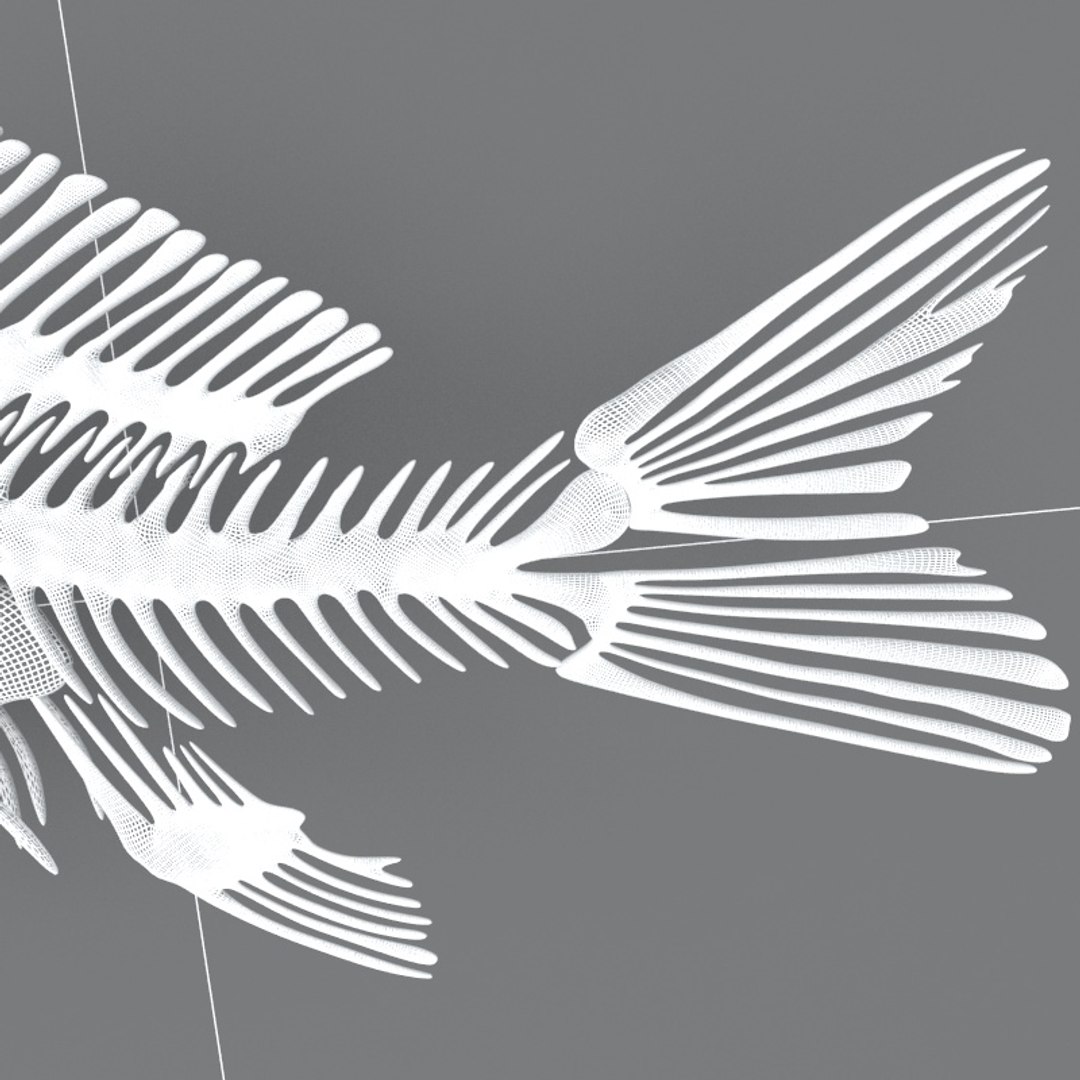 Fish bones viscera 3D model - TurboSquid 1495639