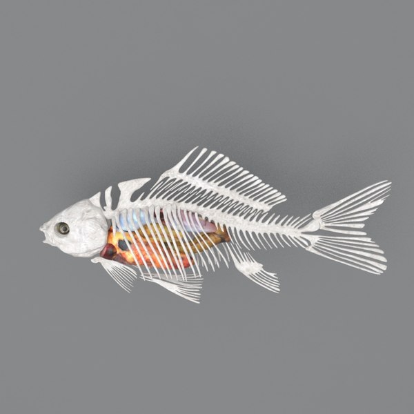 Goldfish Skeleton