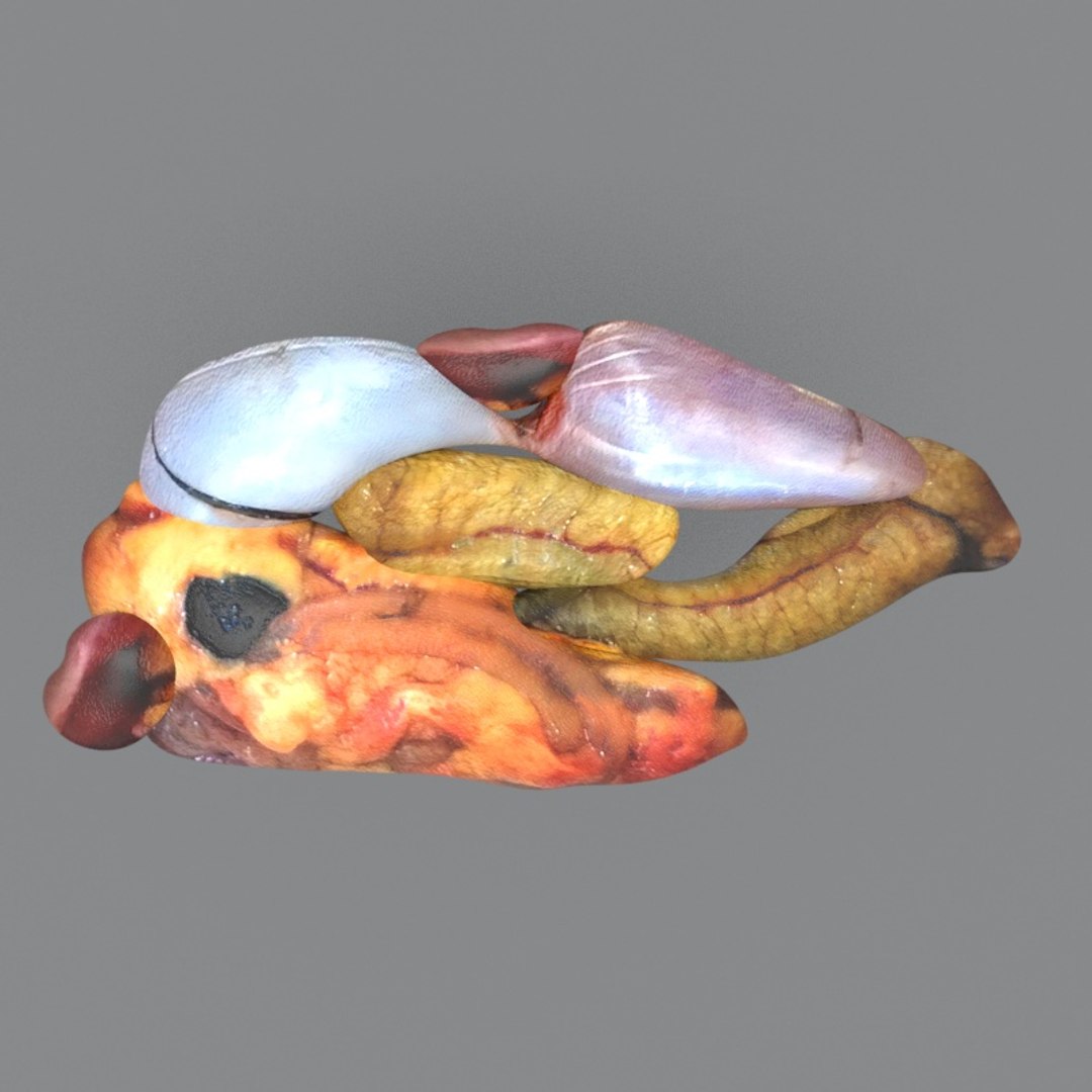 Fish bones viscera 3D model - TurboSquid 1495639