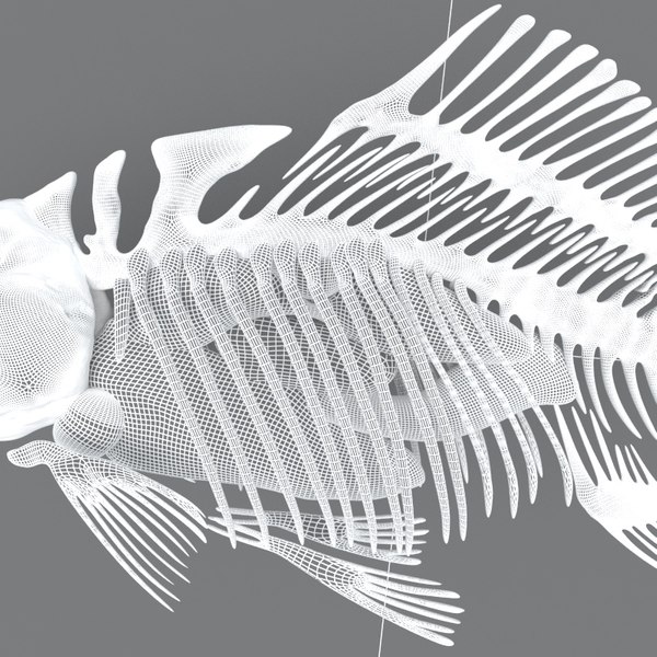 Fish bones viscera 3D model - TurboSquid 1495639