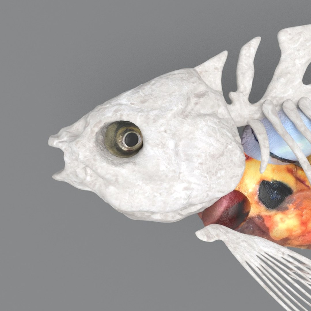 Fish bones viscera 3D model - TurboSquid 1495639