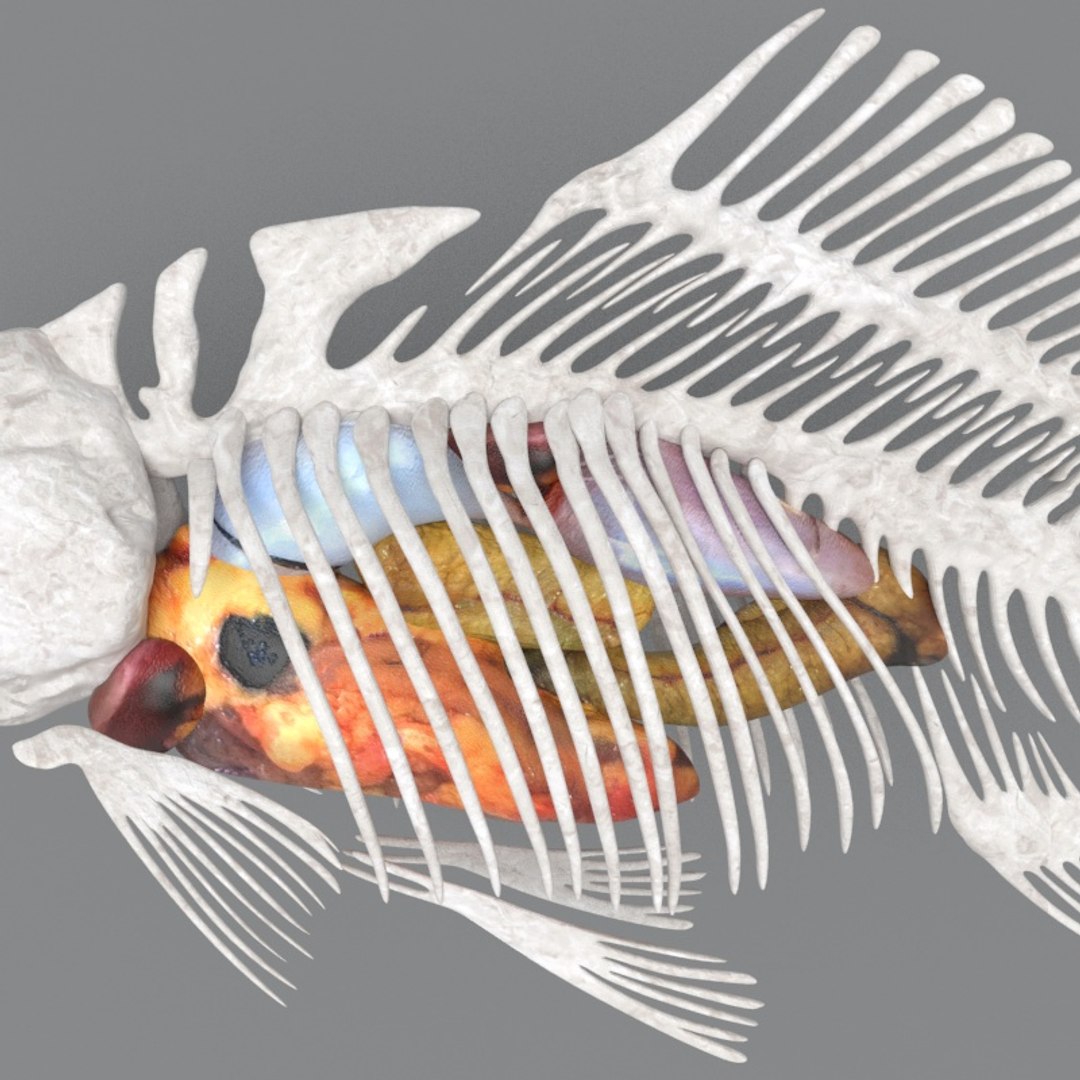 Fish bones viscera 3D model - TurboSquid 1495639