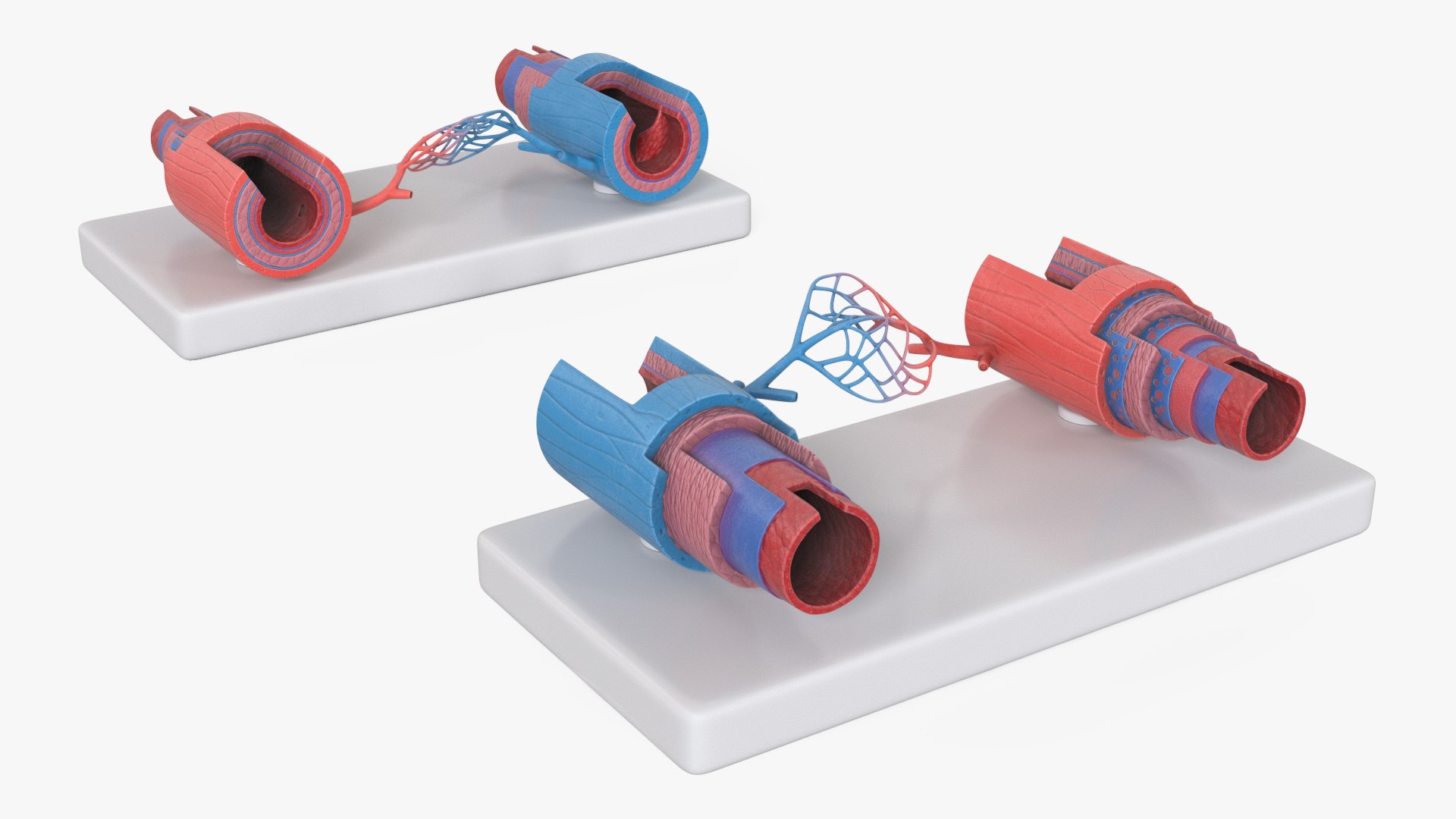 3D Model Of Blood Vessels In Section Model - TurboSquid 2388879