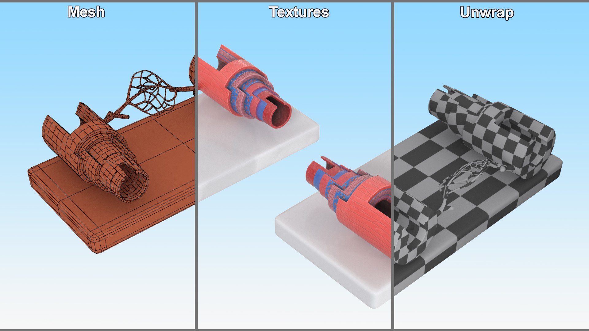 3D Model Of Blood Vessels In Section Model - TurboSquid 2388879