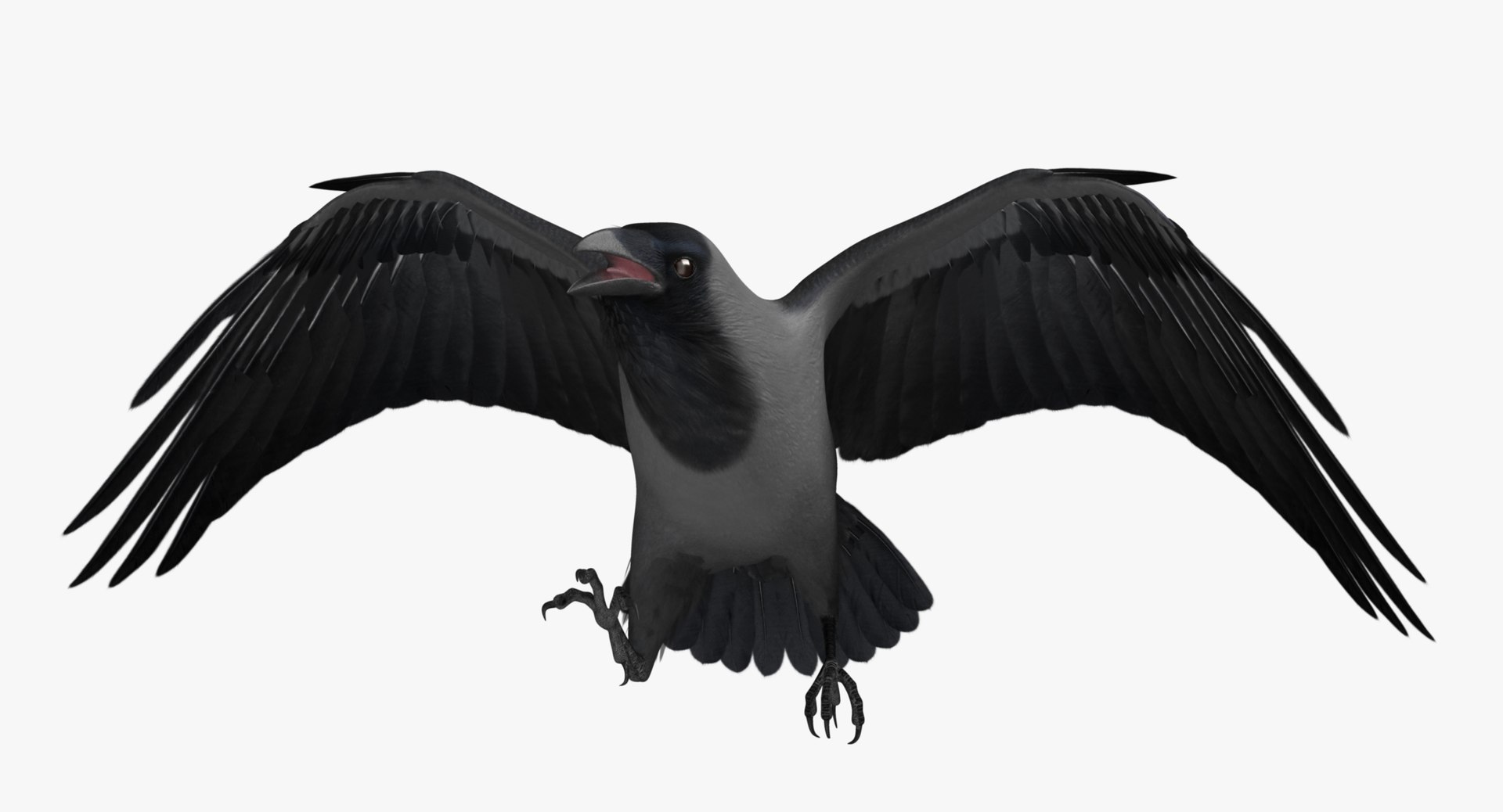 Corvus Splendens House Crow 3d Model