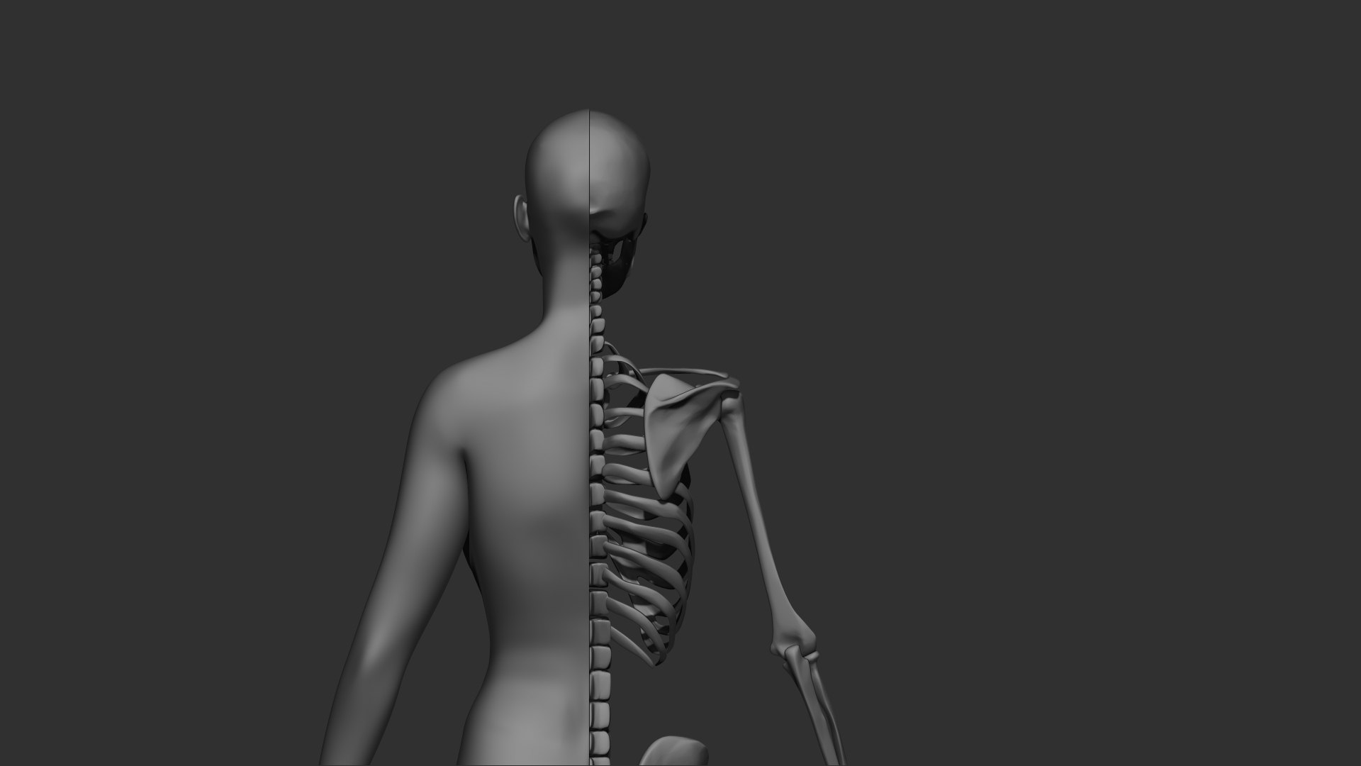 Female Skeleton 3d Print 3D Model - TurboSquid 1922976