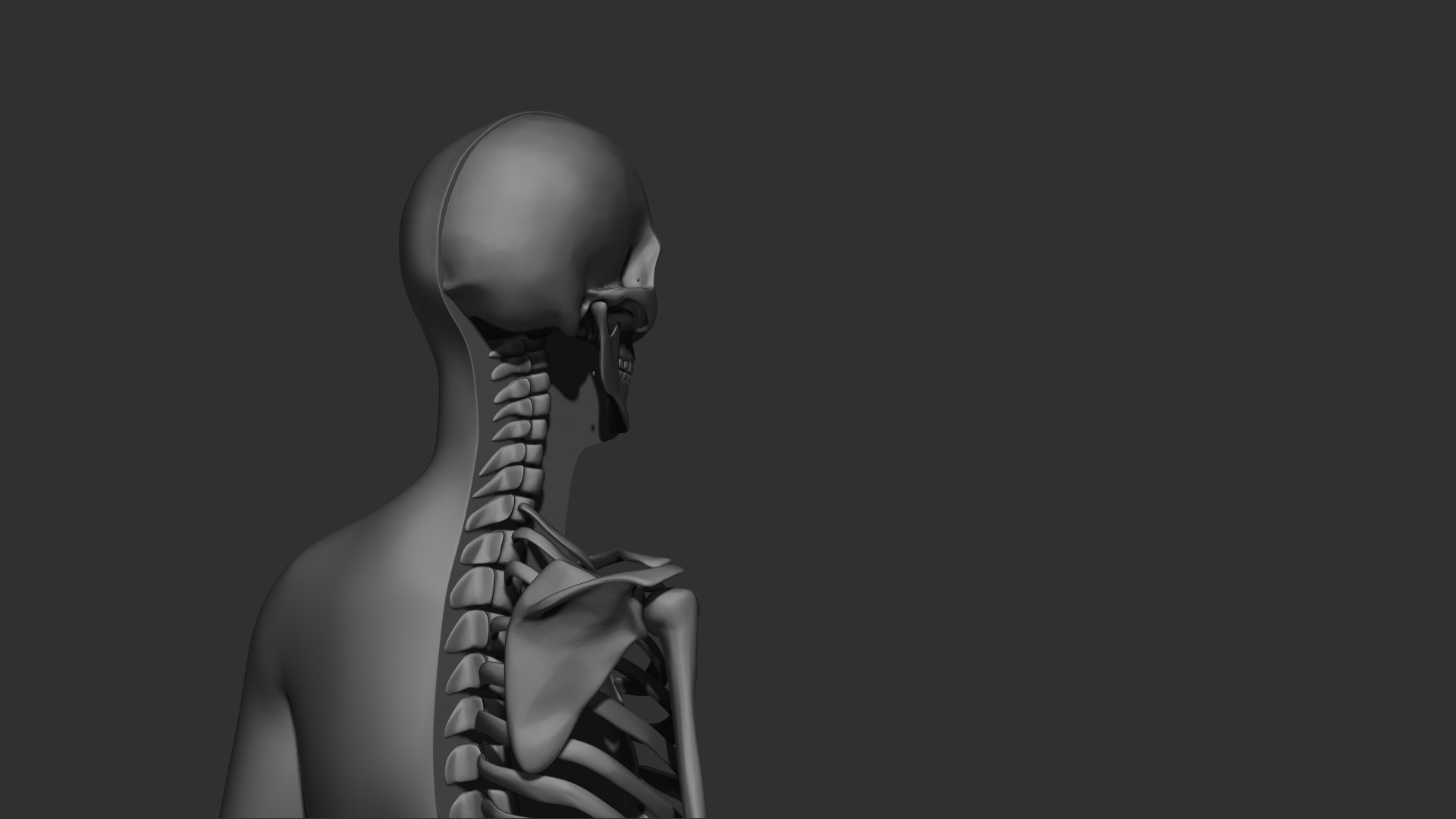 Female Skeleton 3d Print 3D Model - TurboSquid 1922976