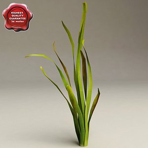 Download Free & Premium Aquarium Plant 3D Models | TurboSquid