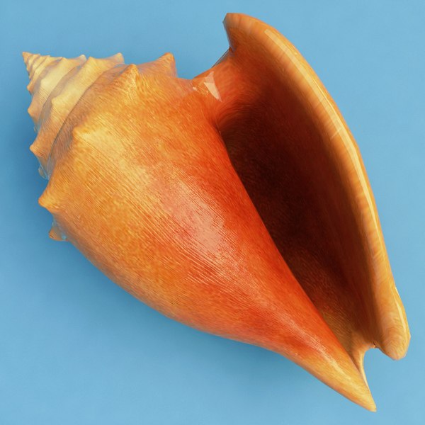 strombus alatus seashell 3d model