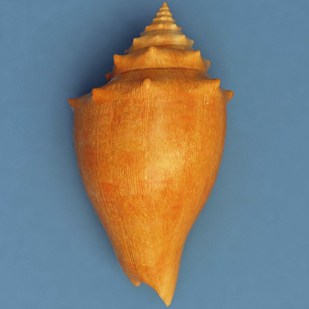 strombus alatus seashell 3d model