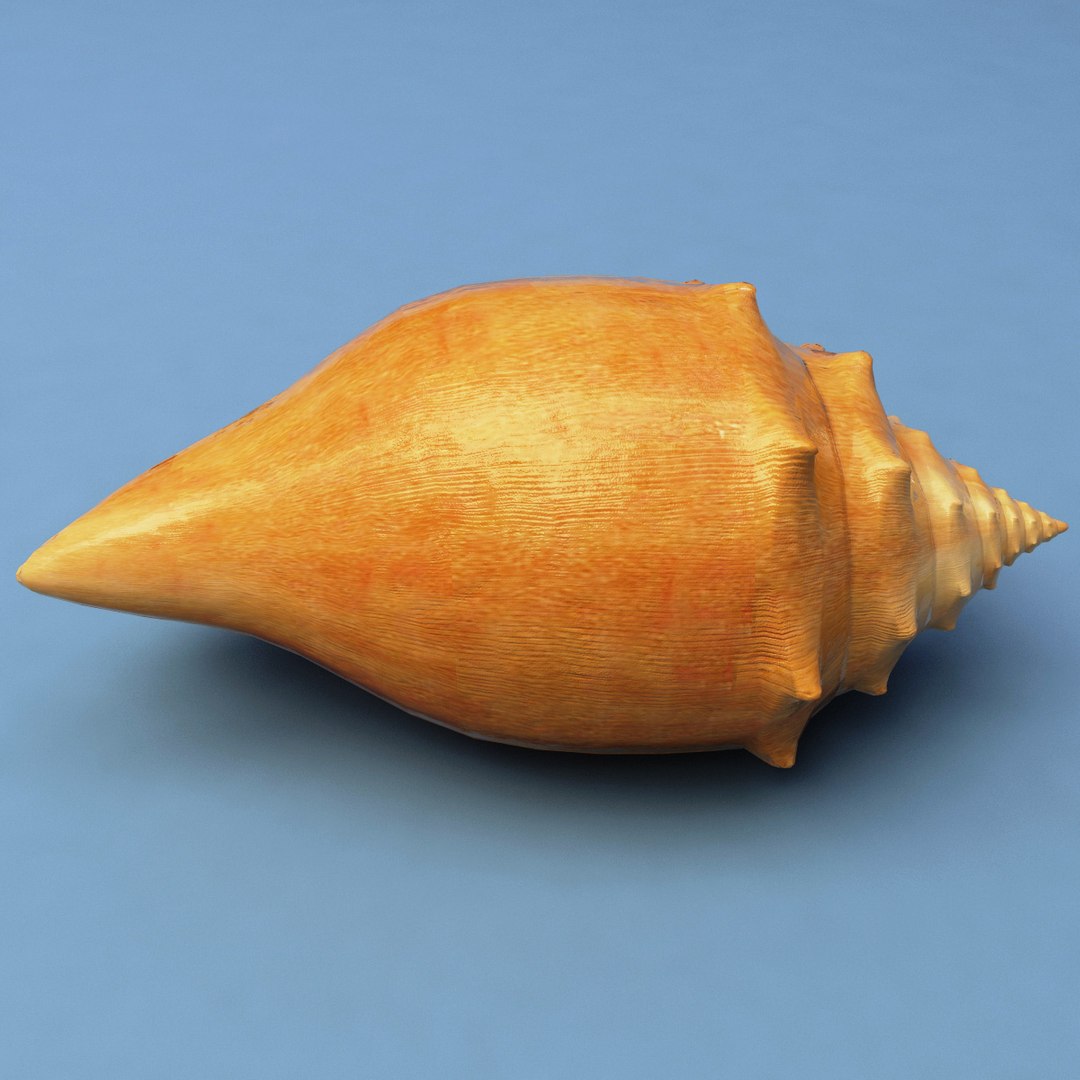 strombus alatus seashell 3d model