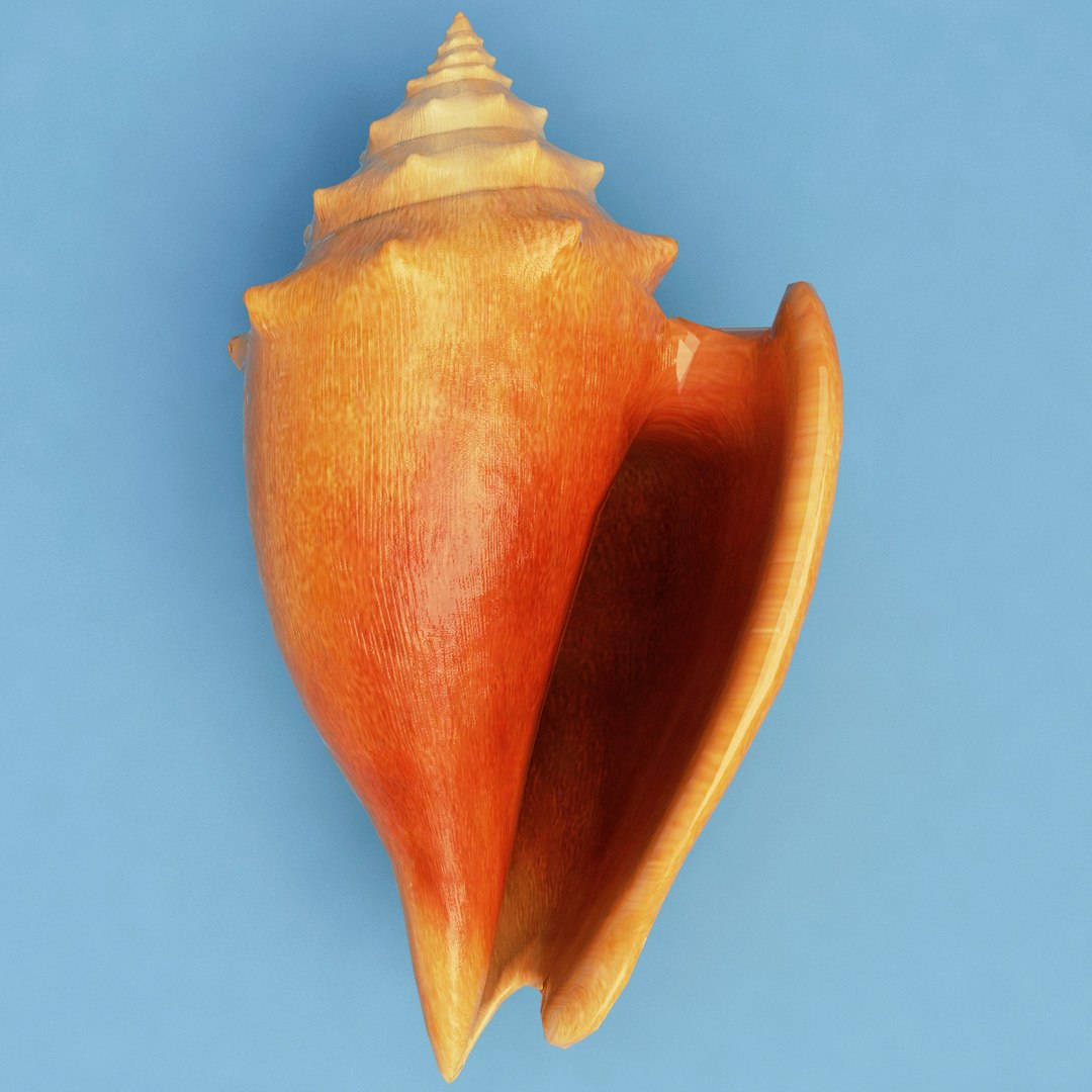 strombus alatus seashell 3d model