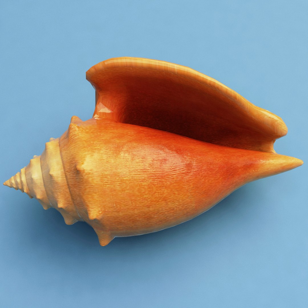 strombus alatus seashell 3d model
