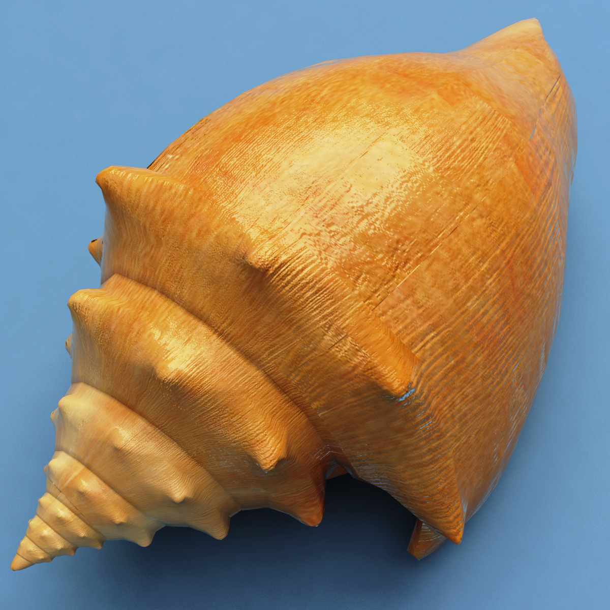 strombus alatus seashell 3d model