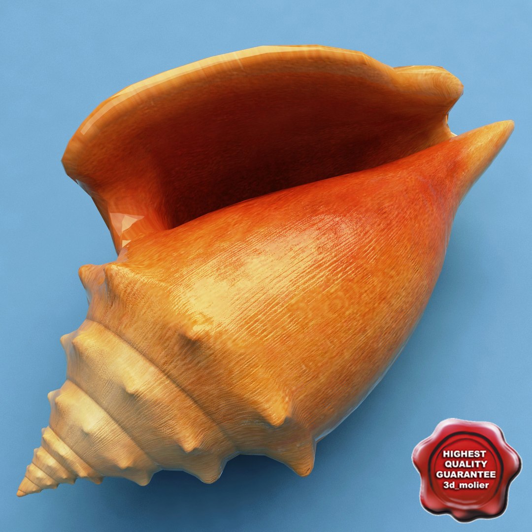 strombus alatus seashell 3d model