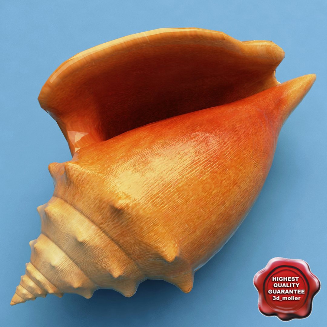 strombus alatus seashell 3d model