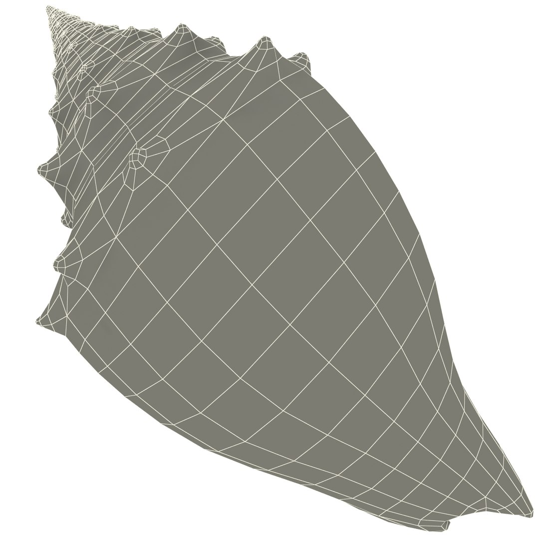 strombus alatus seashell 3d model