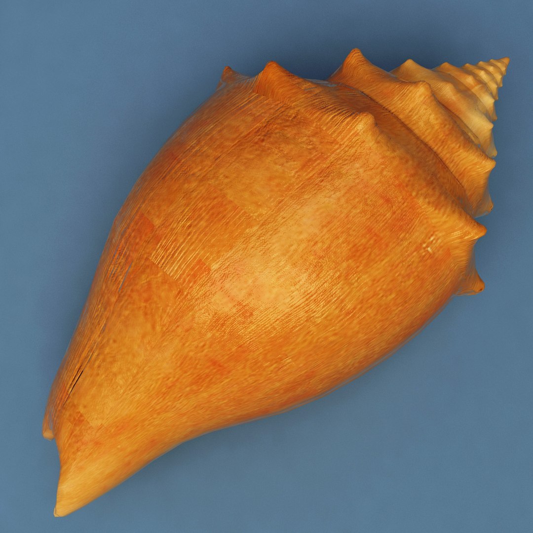 strombus alatus seashell 3d model
