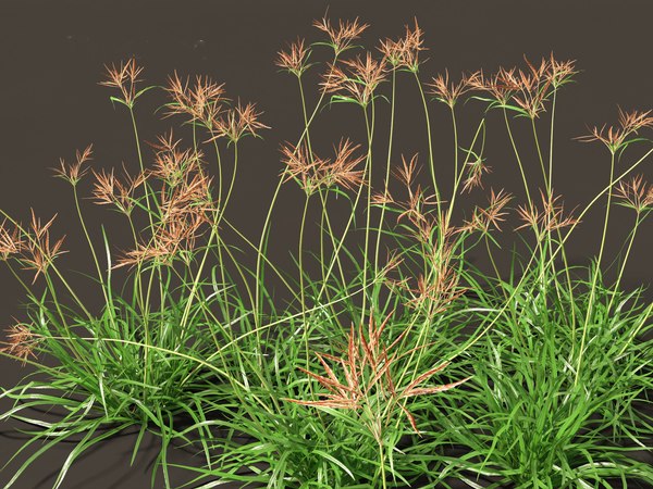 Cyperus rotundus - 보라색 Nutsedge 3D 모델 - TurboSquid 2126623