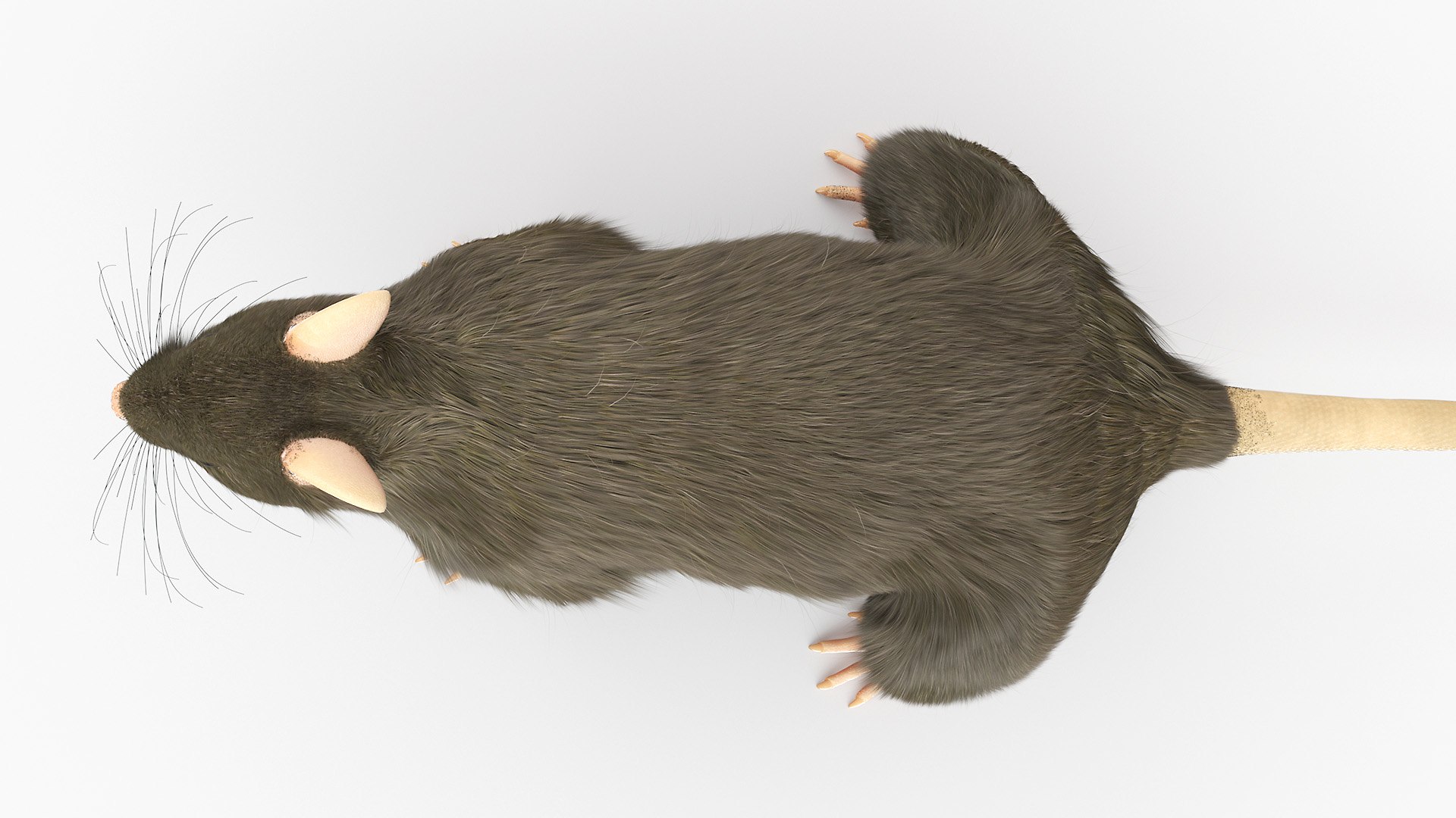 3D Rat Body And Skeleton Static - TurboSquid 1891575