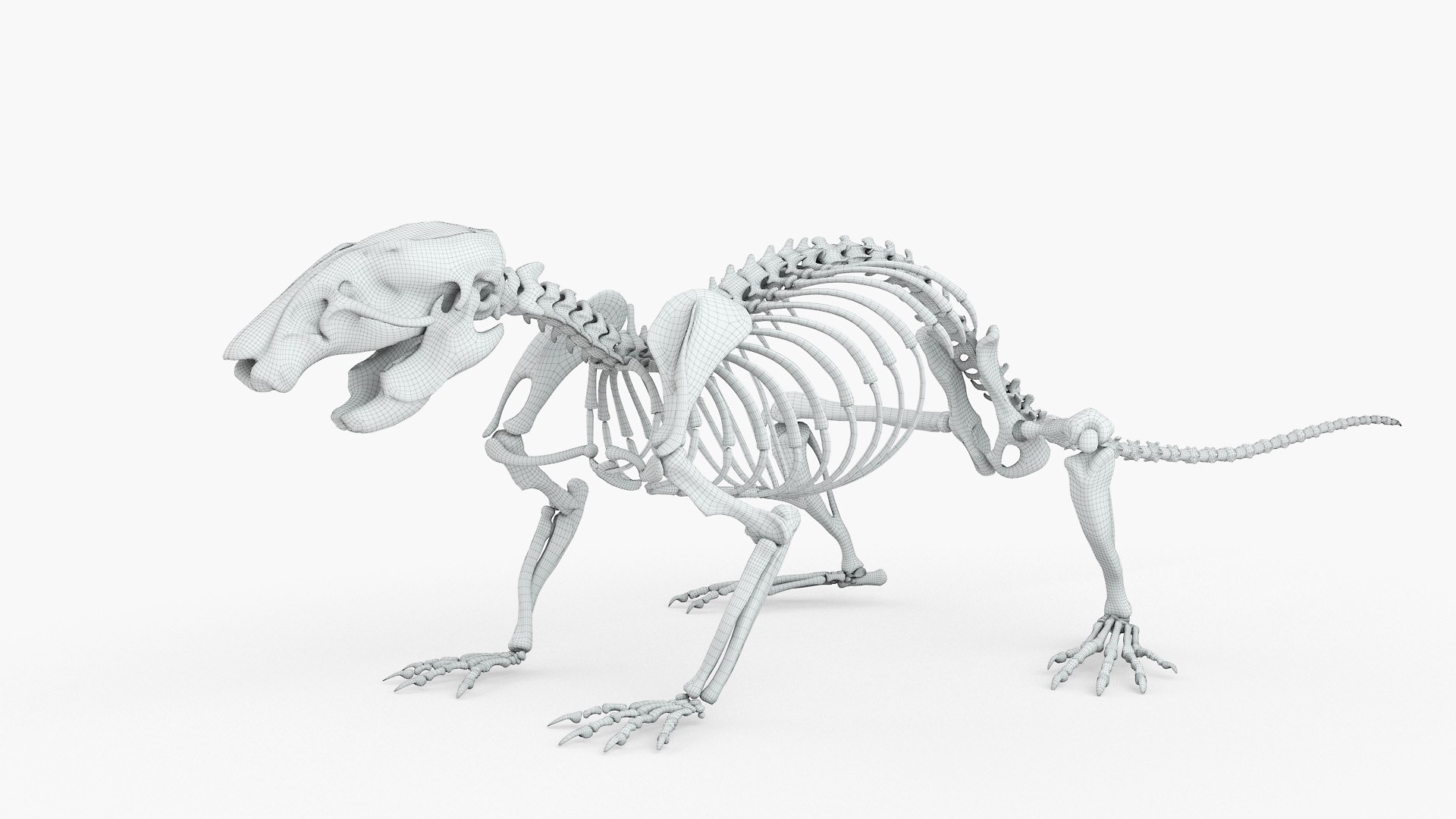 3D Rat Body and Skeleton Static - TurboSquid 1891575