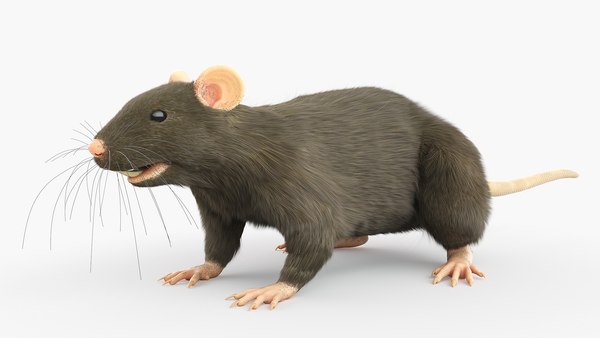 modelo 3d Cuerpo de rata y esqueleto estático - TurboSquid 1891575